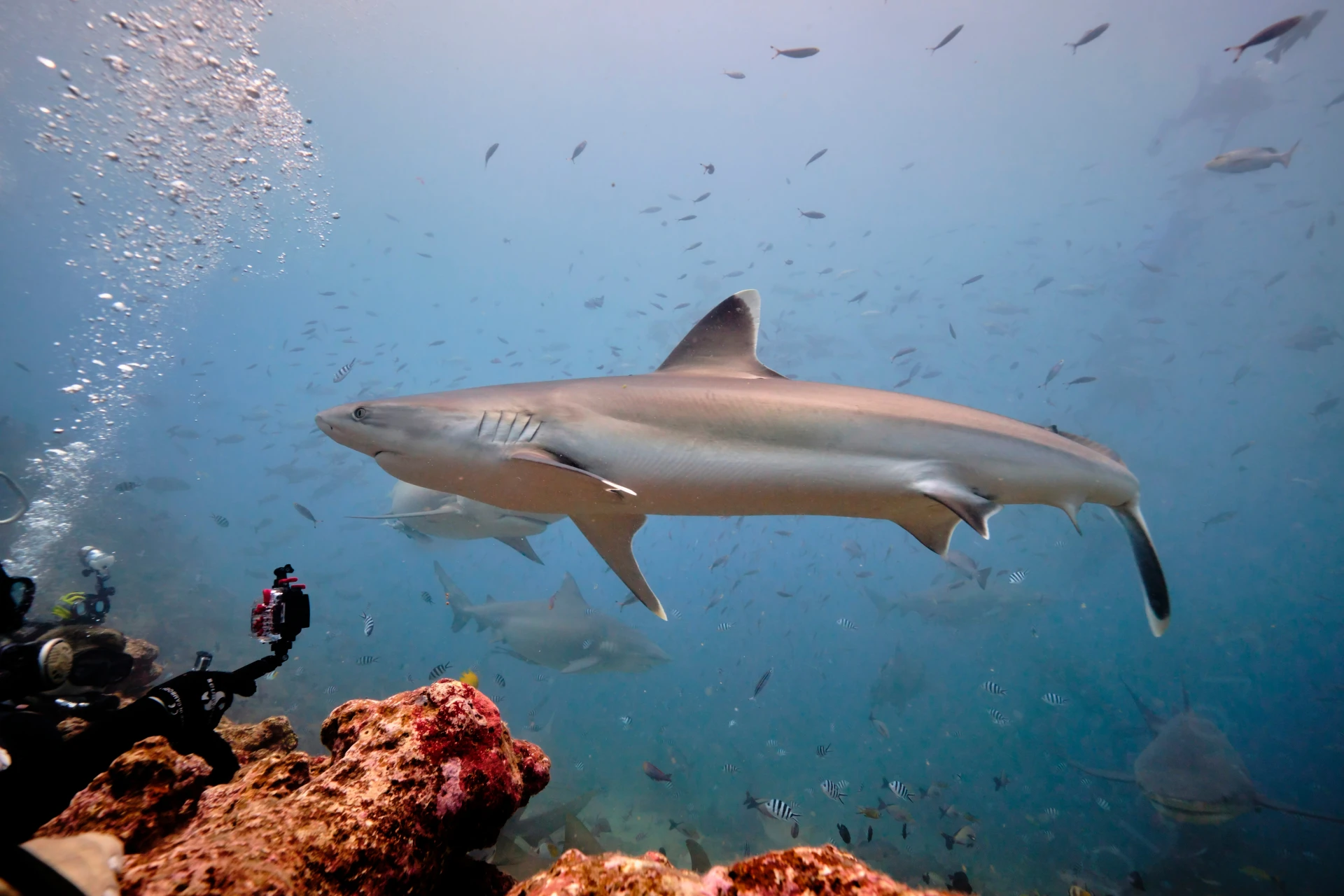 Encountering Silver Tip Sharks in Beqa Lagoon’s Depths – Scuba Dive ...