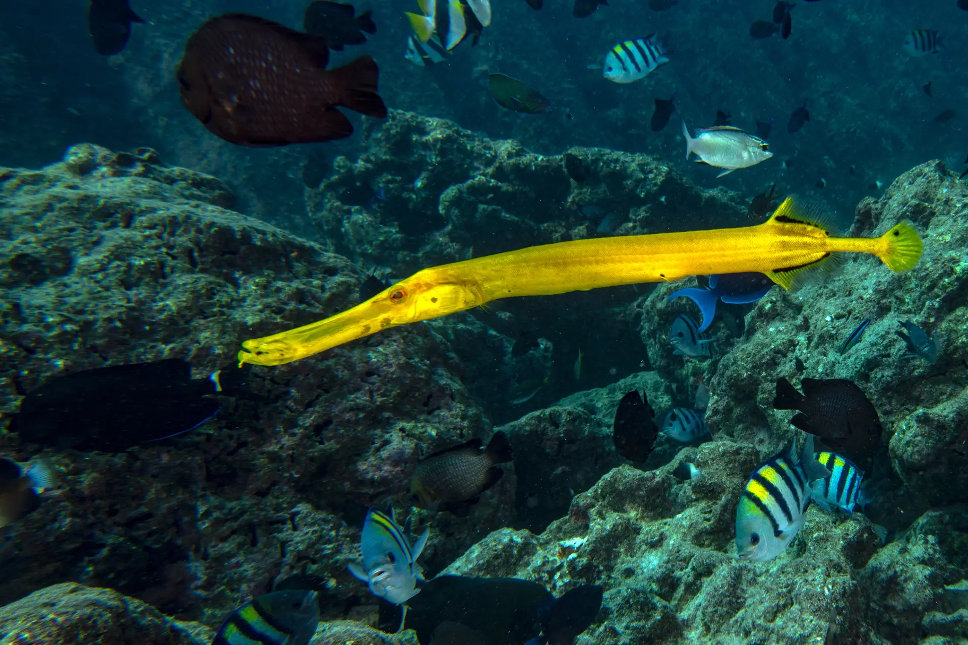A Deep Dive into the Wily Trumpetfish – Scuba Dive Destinations