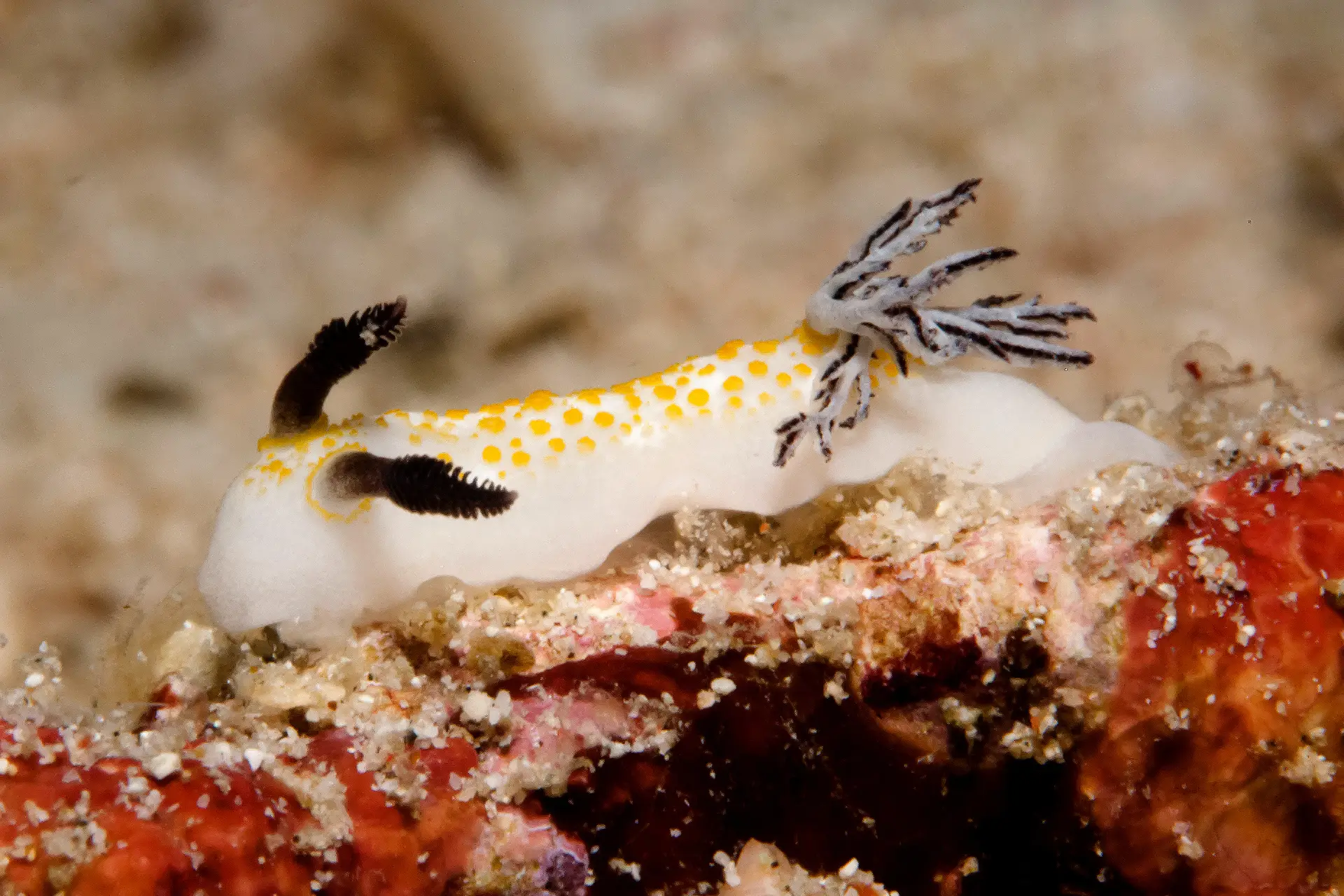 Macro Diving in Hurghada: The Tiny Creatures Most Divers Miss – Scuba ...